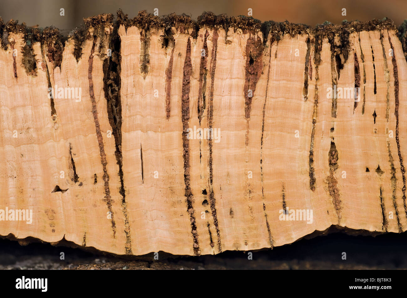 Cork Factory S. Bras Alportel Algarve Portugal material harvested for ...