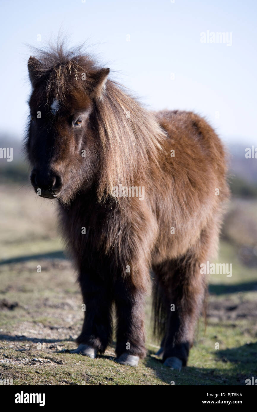 Shetland Pony Portrait of single adult New Forest, UK Stock Photo - Alamy