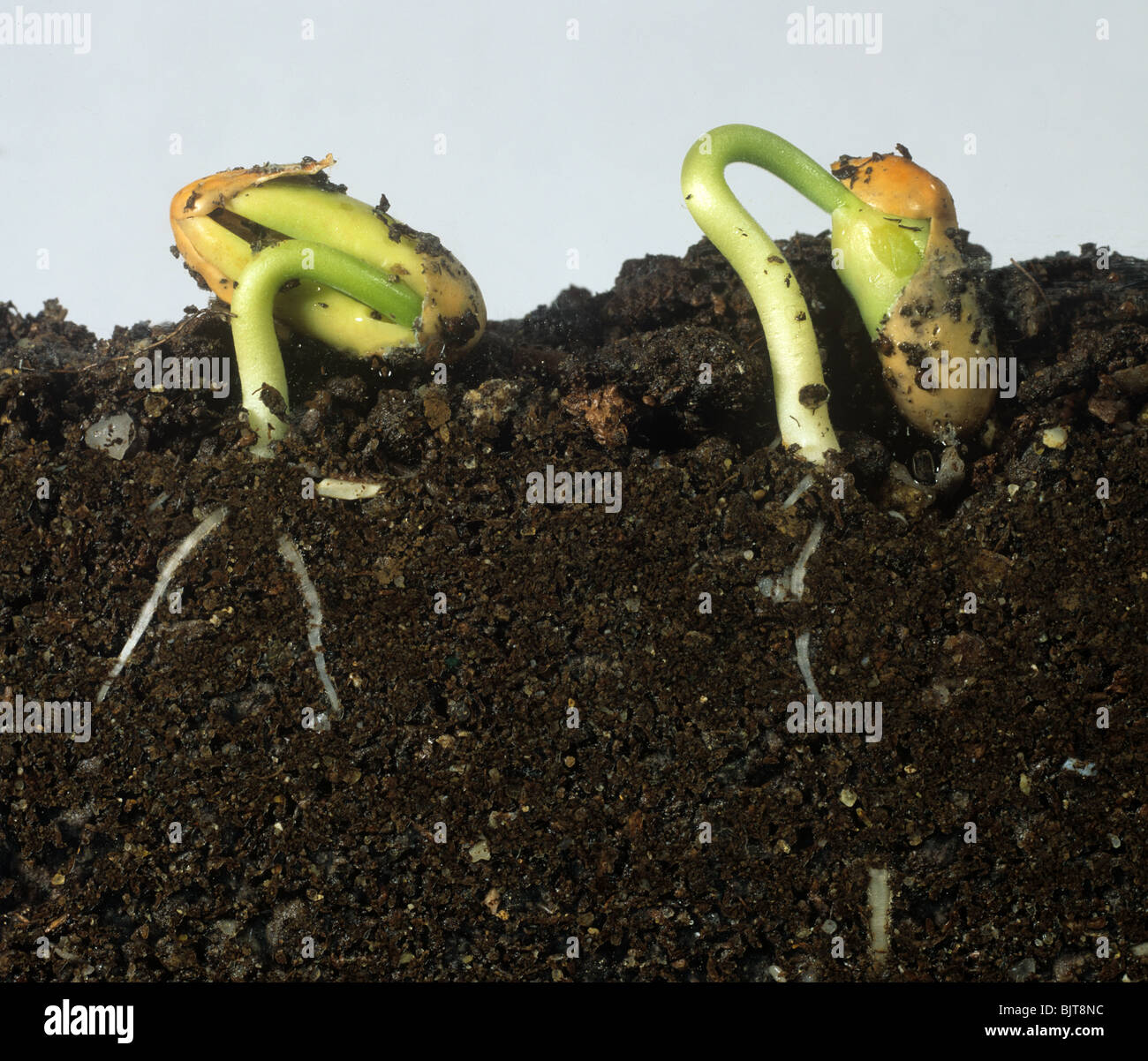 Germination Of A Bean Seed