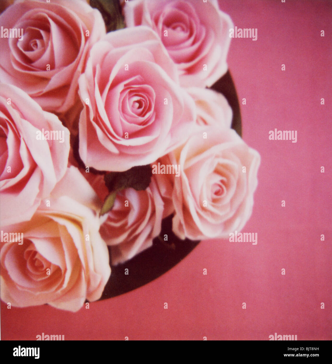 soft pink roses on pink background Stock Photo - Alamy