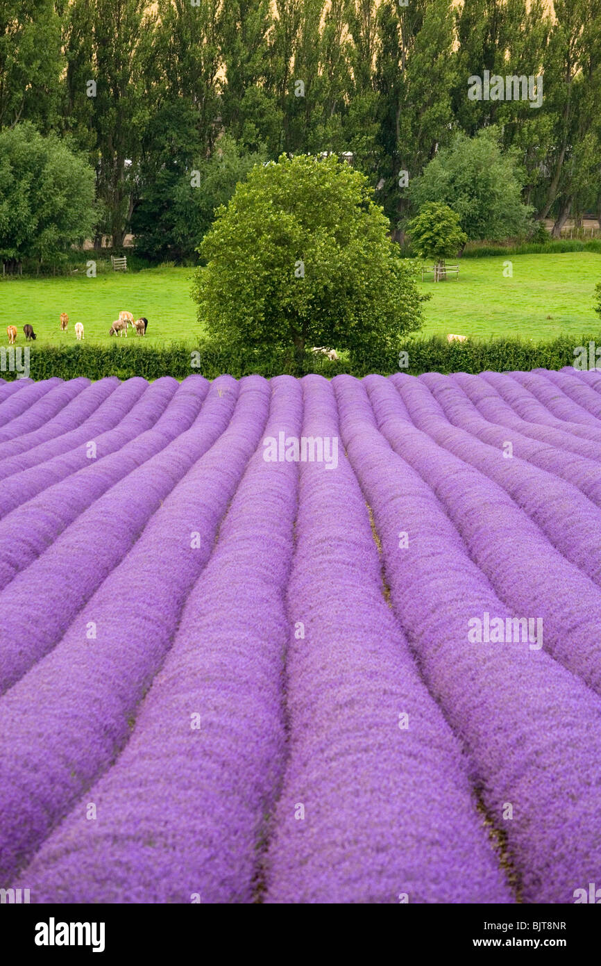 Lavender Castle Farm Shoreham Kent High Resolution Stock Photography ...