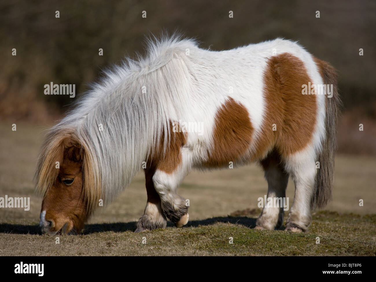 Shetland Pony Portrait of single adult eating New Forest, UK Stock ...
