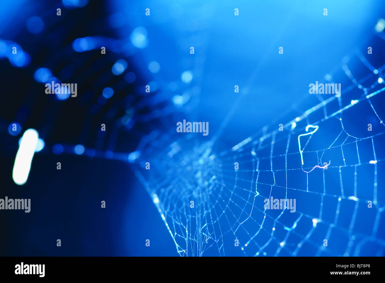 Spider web on blue background Stock Photo - Alamy