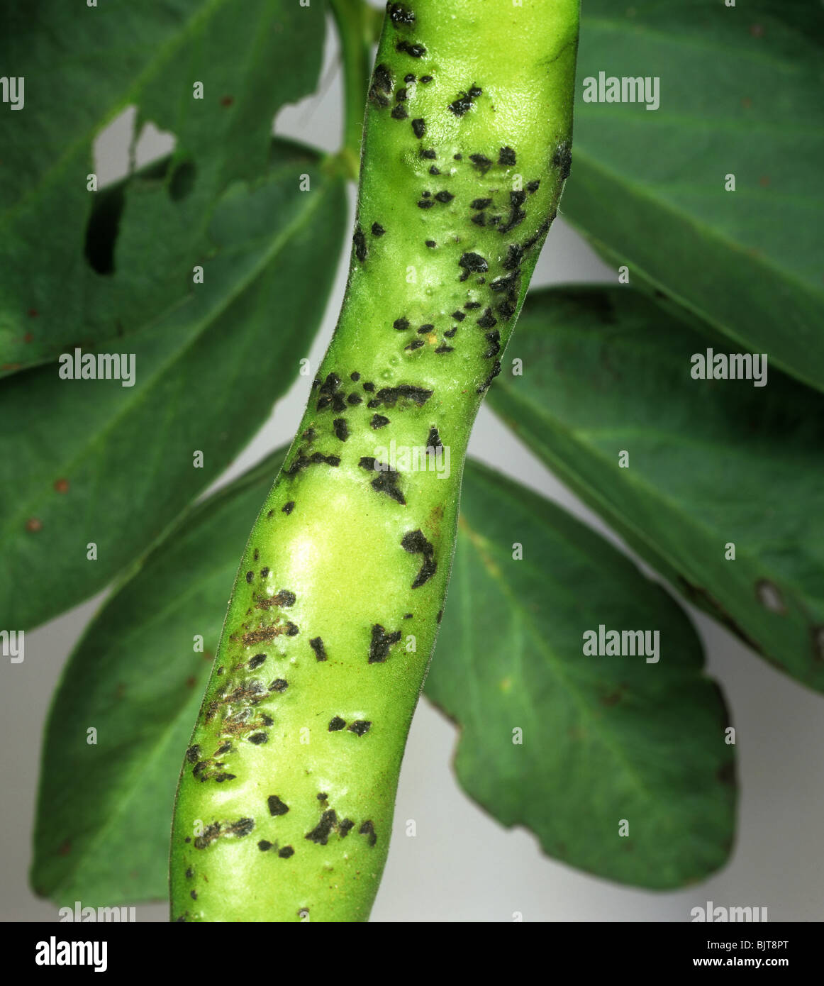 Broad bean pod hi-res stock photography and images - Alamy