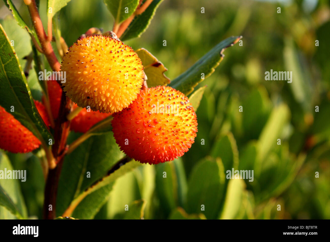 Wild Strawberry Tree (Arbutus unedo), Mediterranean mountain, Zante ...