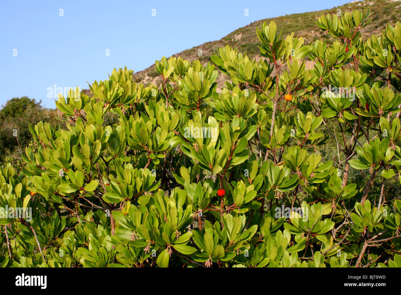 Wild Strawberry Tree (Arbutus unedo), Mediterranean mountain, Zante ...