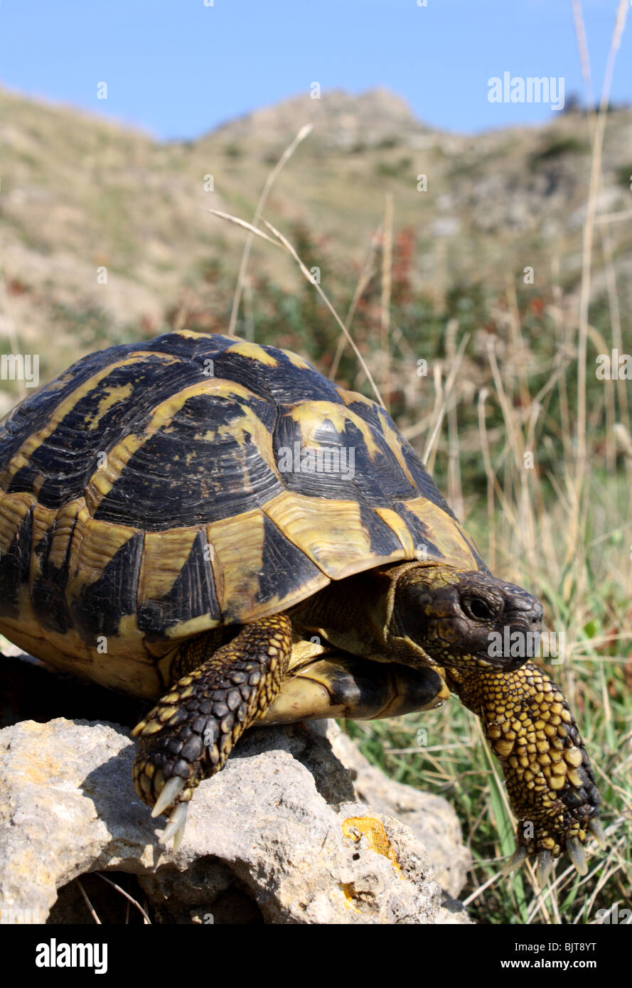 Wild Testudo Hermanni in natural environment, mountain near Kalamaki ...