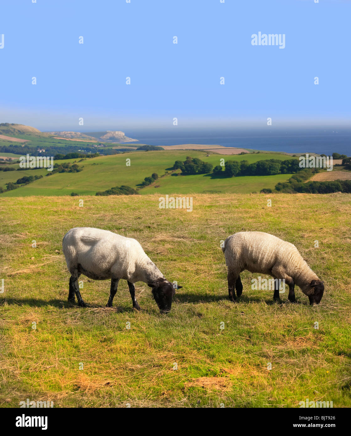 the view over dorset countryside from whiteways hill on army training ...