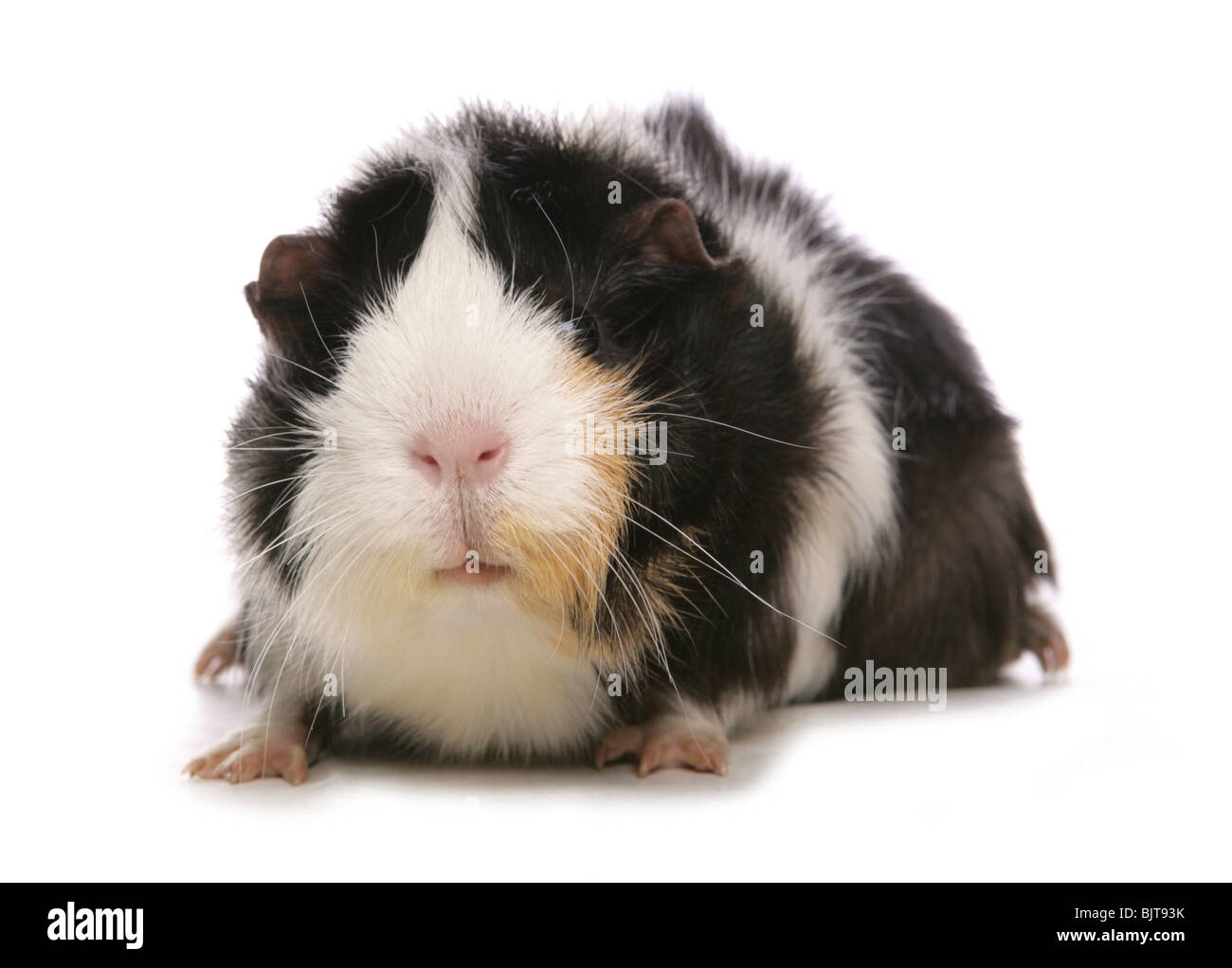 Domestic Guinea Pig Cavia porcellus Portrait of single adult Studio, UK ...