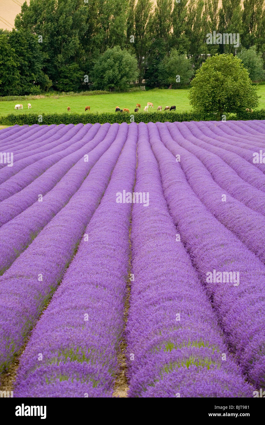 Lavender, Castle Farm, Shoreham, Kent Stock Photo - Alamy
