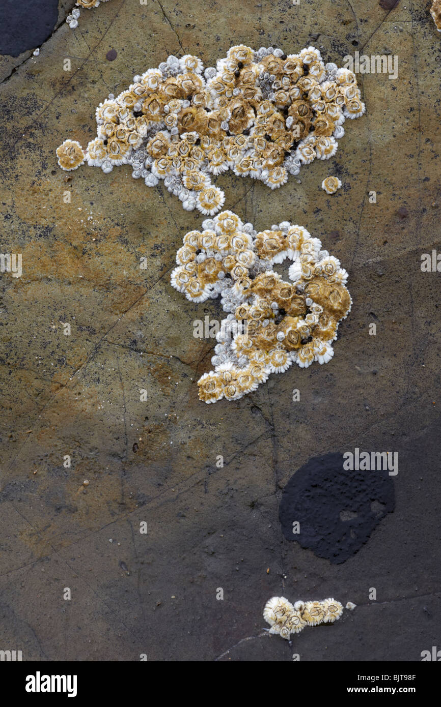 Balanoides High Resolution Stock Photography and Images - Alamy