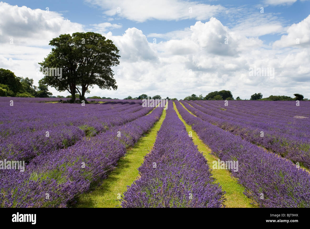 Lavender field banstead hi-res stock photography and images - Alamy