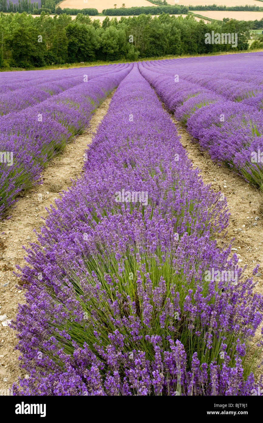 Lavender, Castle Farm, Shoreham, Kent Stock Photo - Alamy