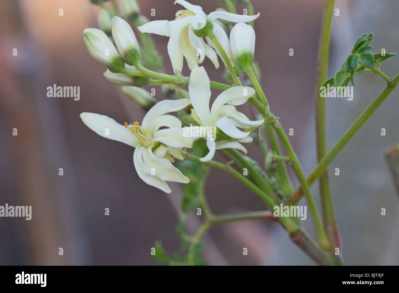 Flowers, Moringa 'Moringa oleifera' branch Stock Photo - Alamy