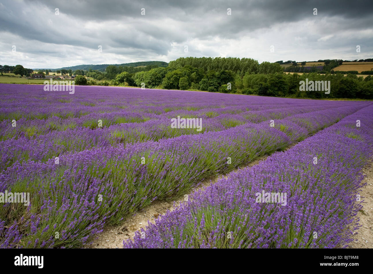Lavender castle farm shoreham kent hi-res stock photography and images ...