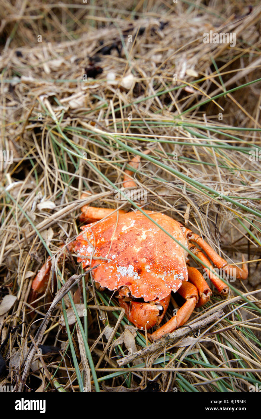 dead crab on beach flotsam Stock Photo - Alamy
