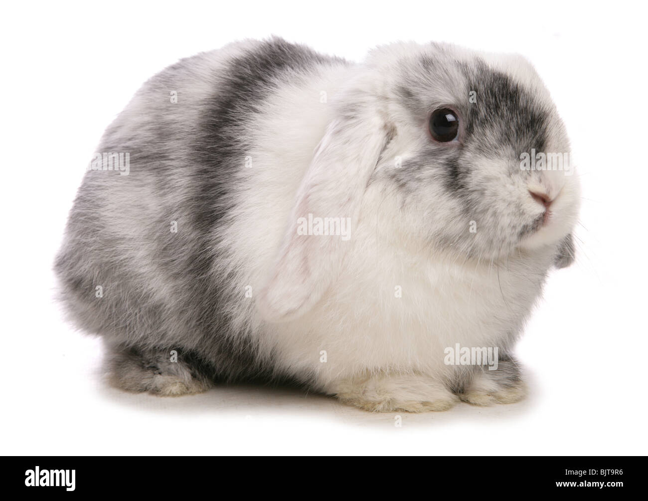 White rabbit portrait hi-res stock photography and images - Alamy