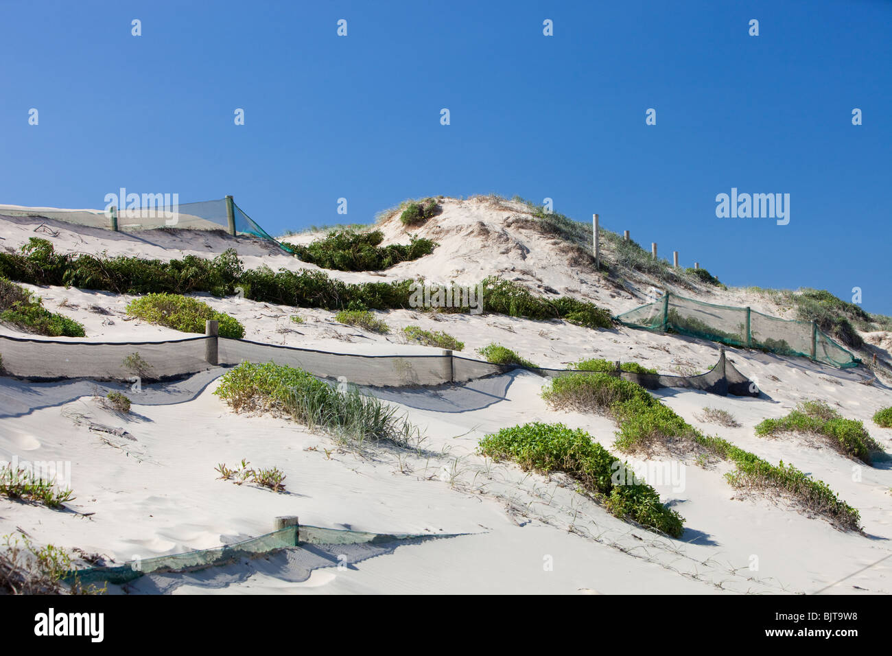 Dune stabilisation hi-res stock photography and images - Alamy
