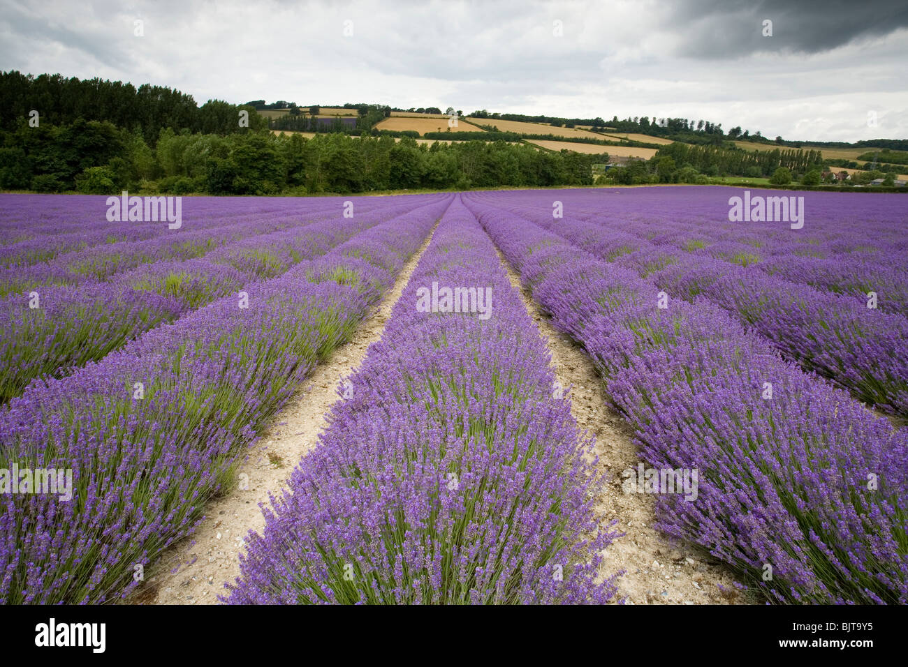 Lavender castle farm shoreham kent hi-res stock photography and images ...