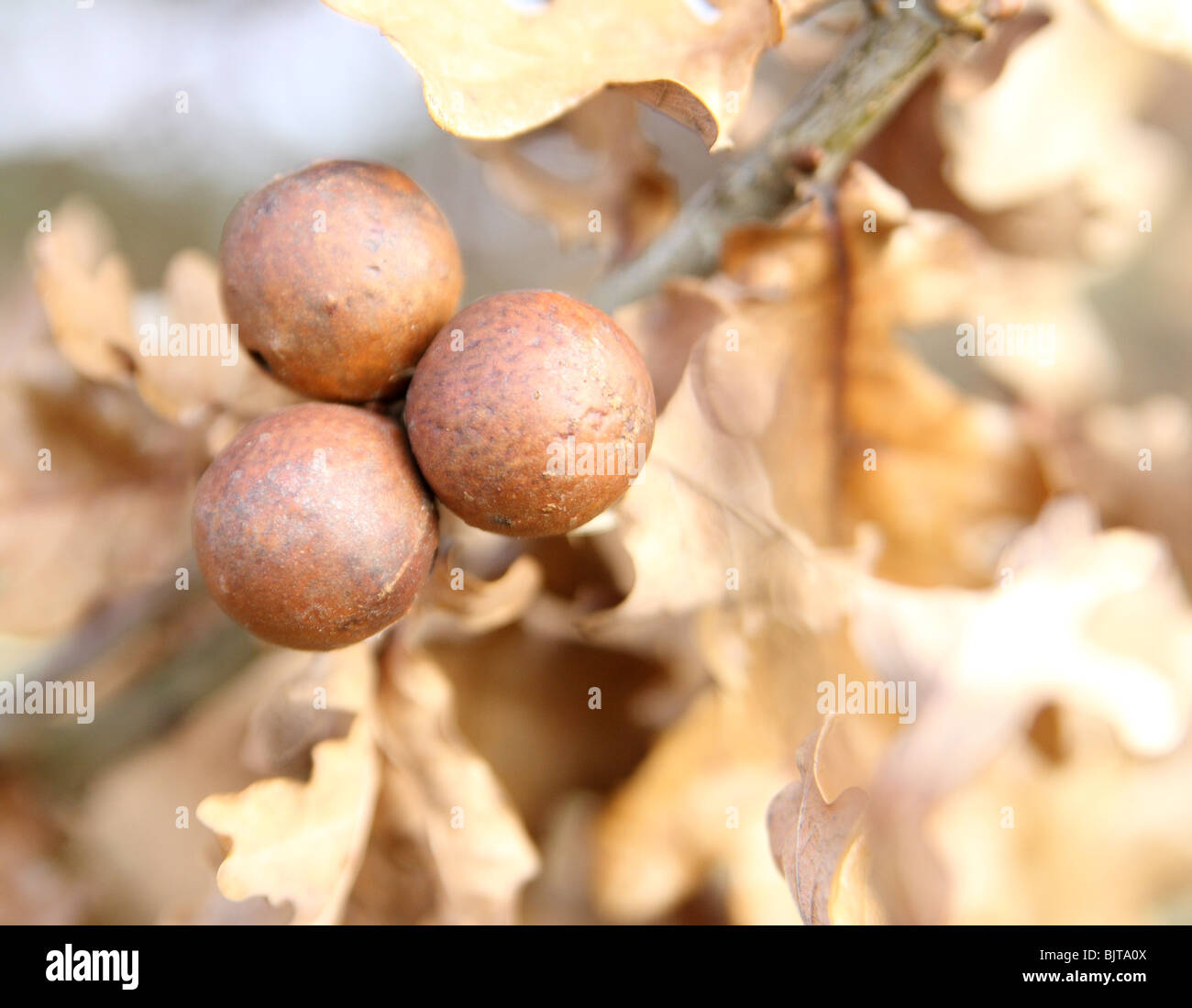 Oak wasp galls Stock Photo - Alamy