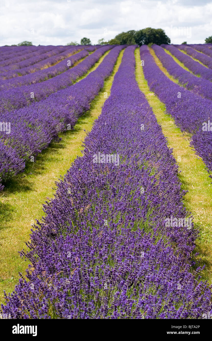 Banstead Lavender Field High Resolution Stock Photography and Images ...