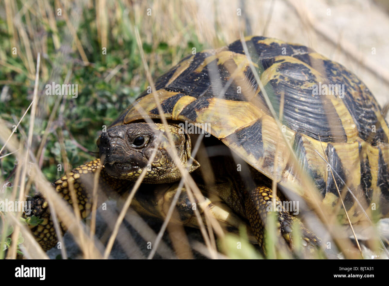 Wild Testudo Hermanni in natural environment, near Kalamaki. Zante ...