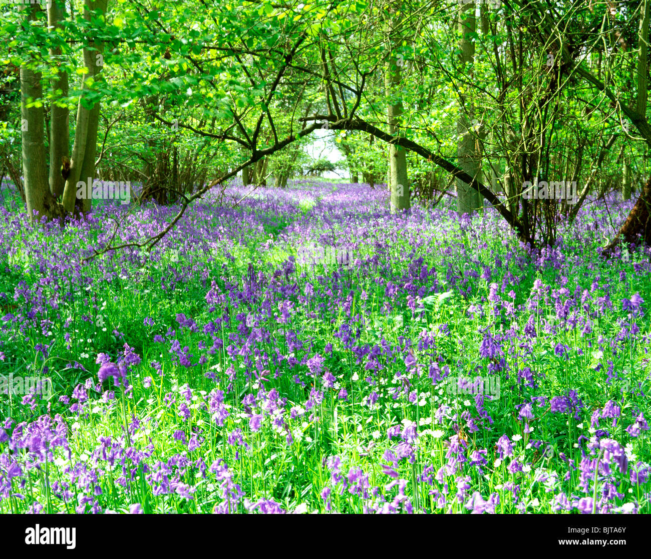 Bluebells in woodland with trees and over-hanging branch in English ...