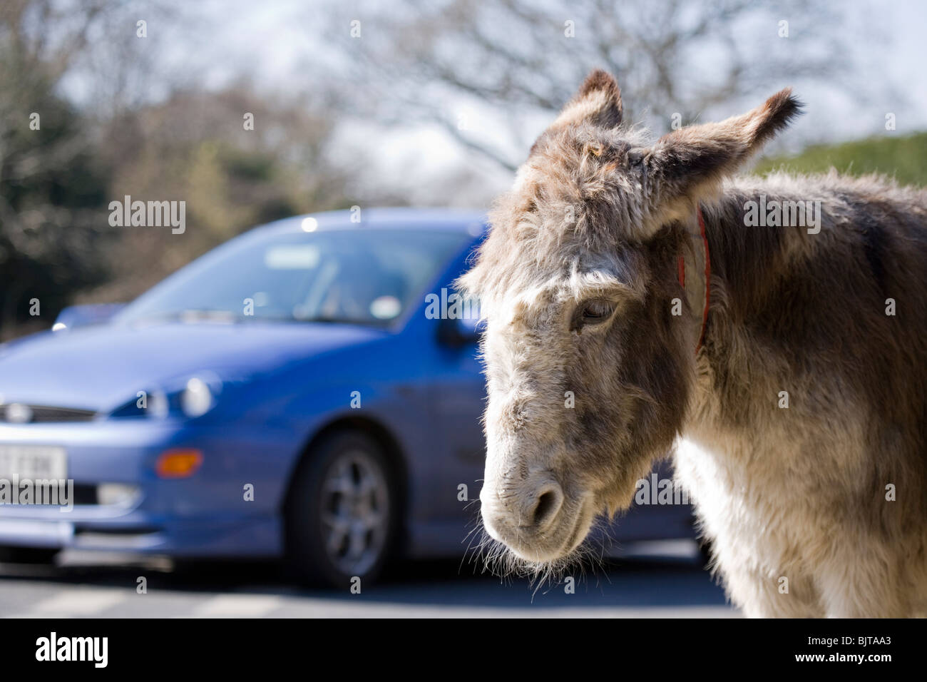 Male donkey hi-res stock photography and images - Alamy