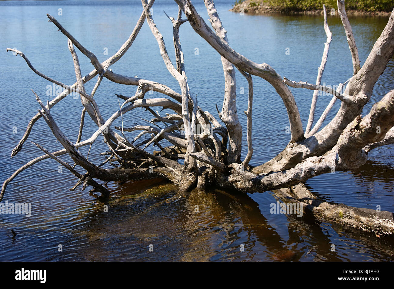 Florida barnacles hi-res stock photography and images - Alamy