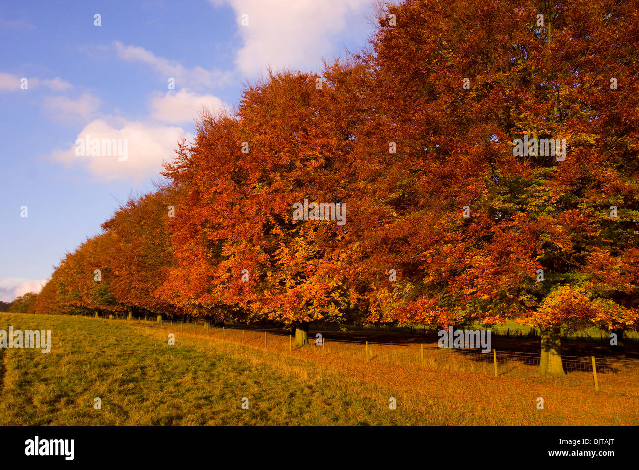 Autumn trees beech Chequers Buckinghamshire Stock Photo - Alamy
