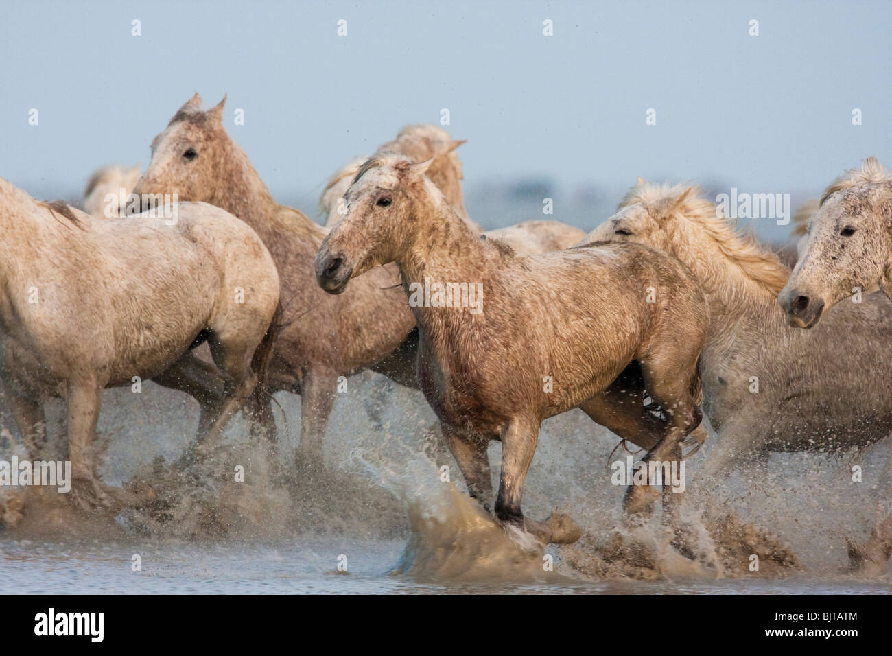 Camargue animal horse france sunset hi-res stock photography and images ...