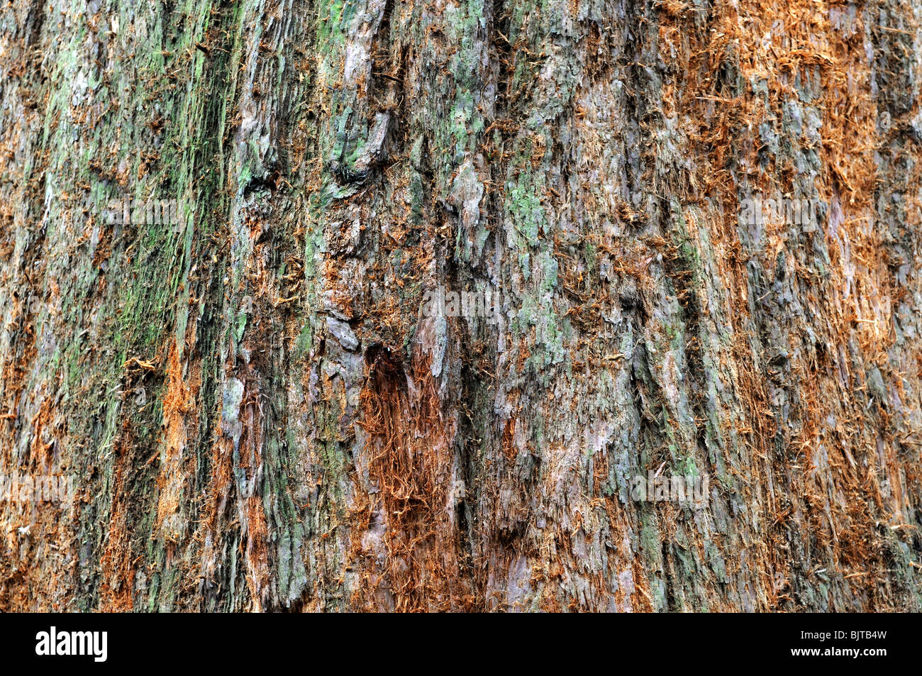Gnarly timber hi-res stock photography and images - Alamy