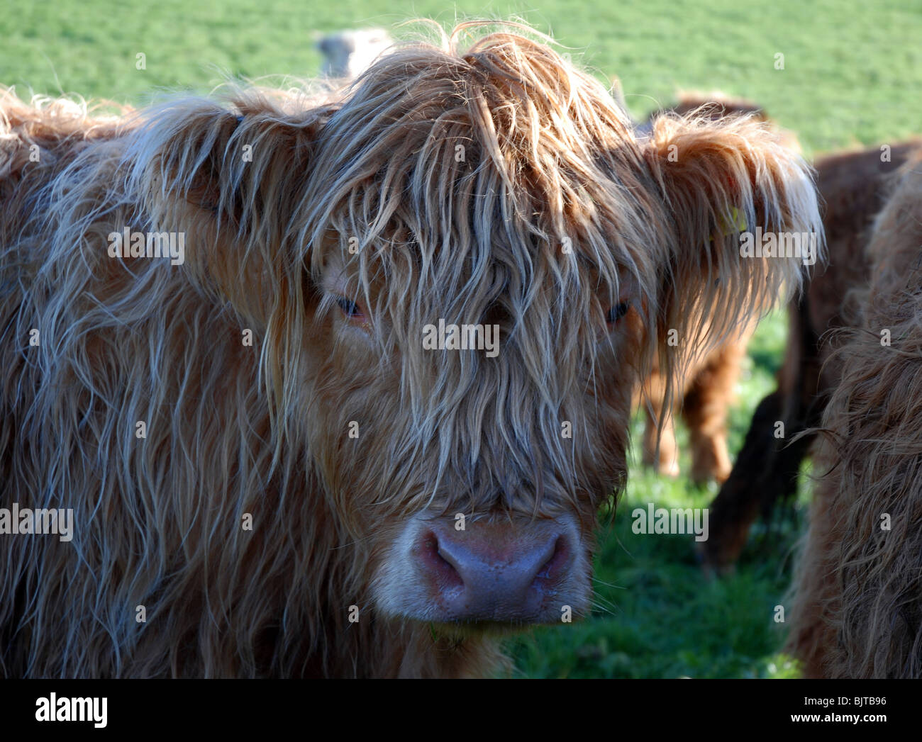 Close up Highland Cattle bullock looking at camera Stock Photo - Alamy