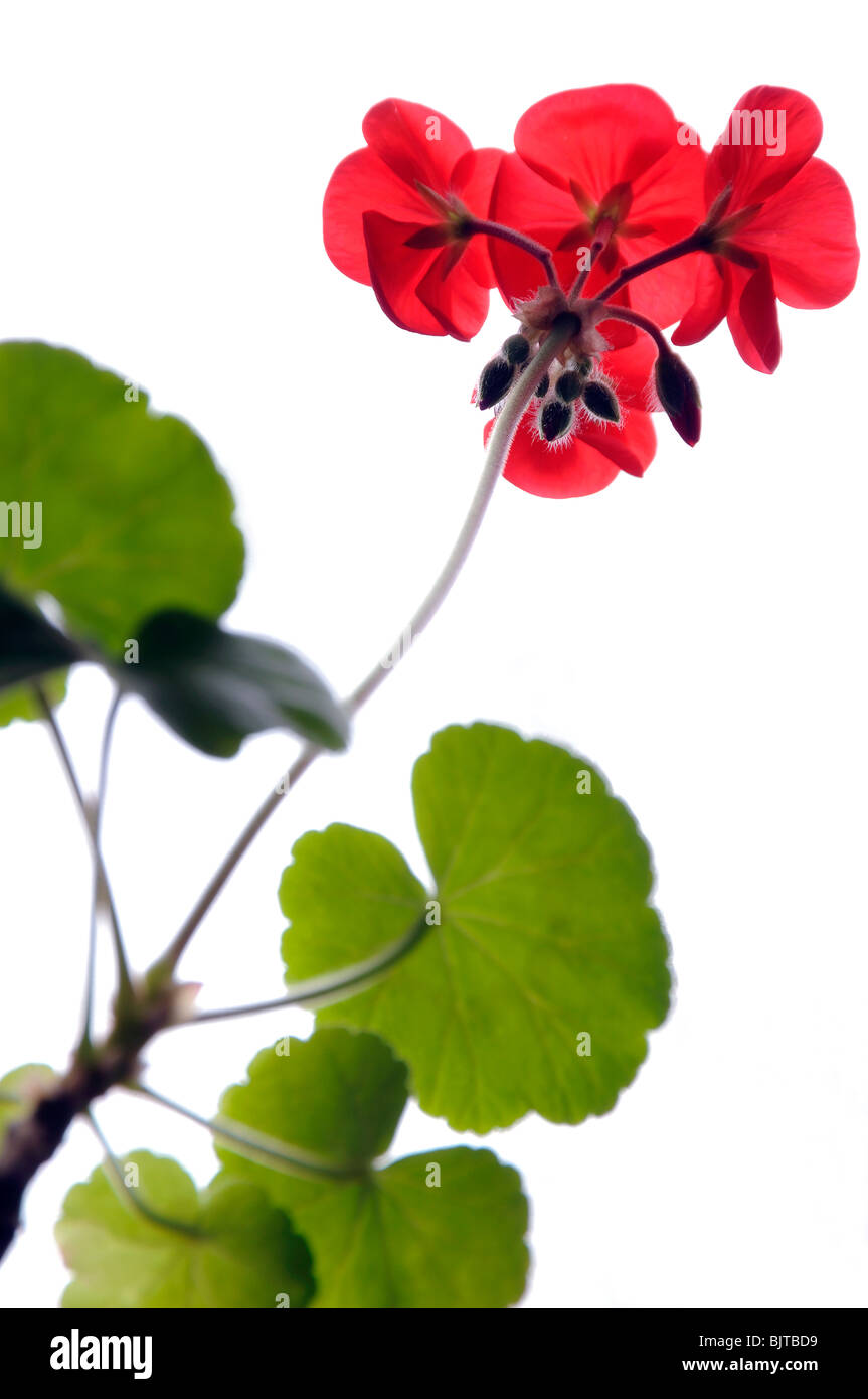 Geranium cutting back hi-res stock photography and images - Alamy