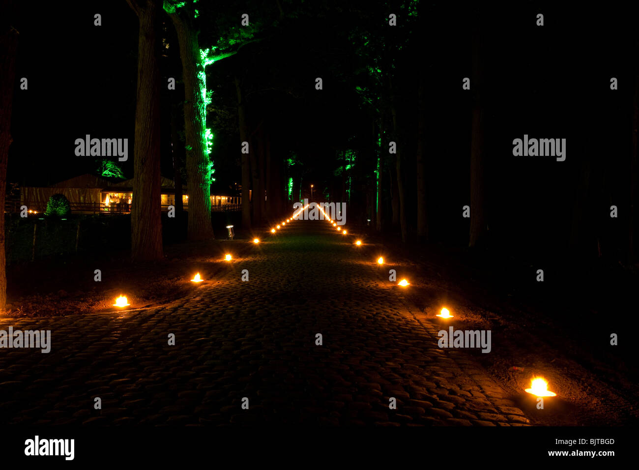 Night time trees hi-res stock photography and images - Alamy