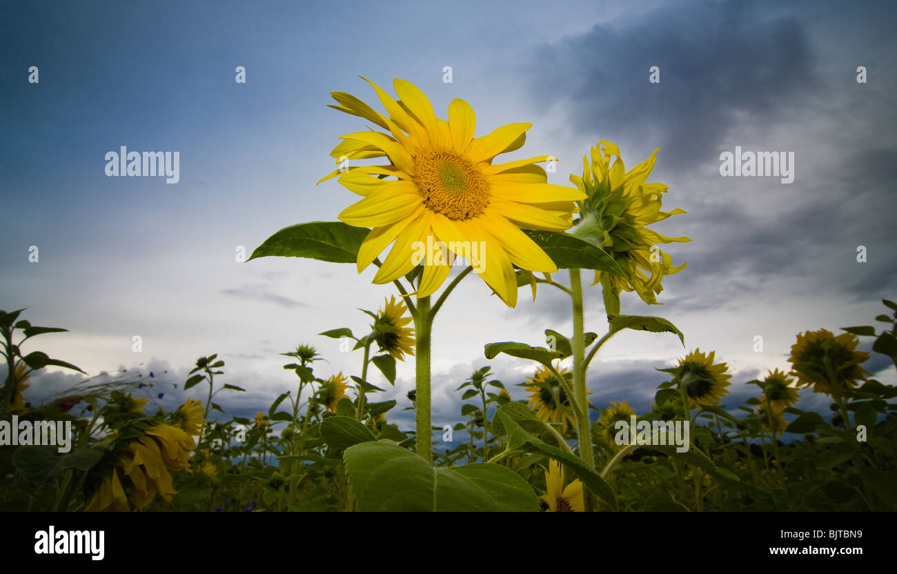 magnificent sunflower reaching for the dramatic sky Stock Photo - Alamy
