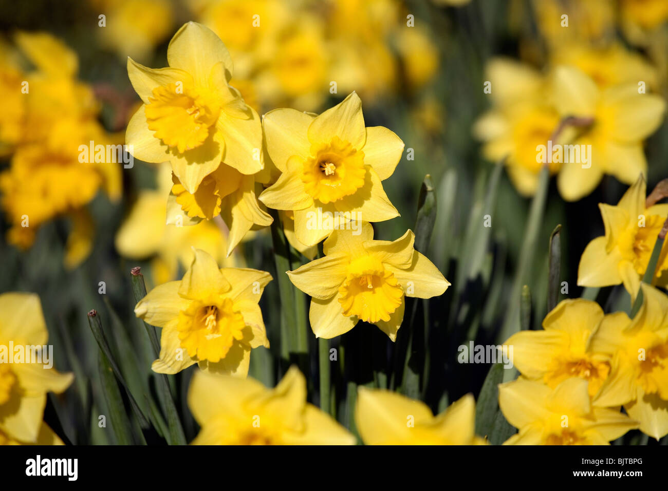 Narcissi in blossom Stock Photo - Alamy