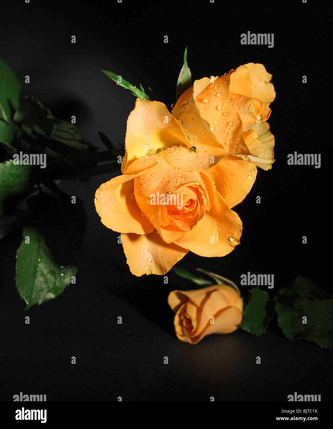 Yellow bunch of roses hi-res stock photography and images - Alamy