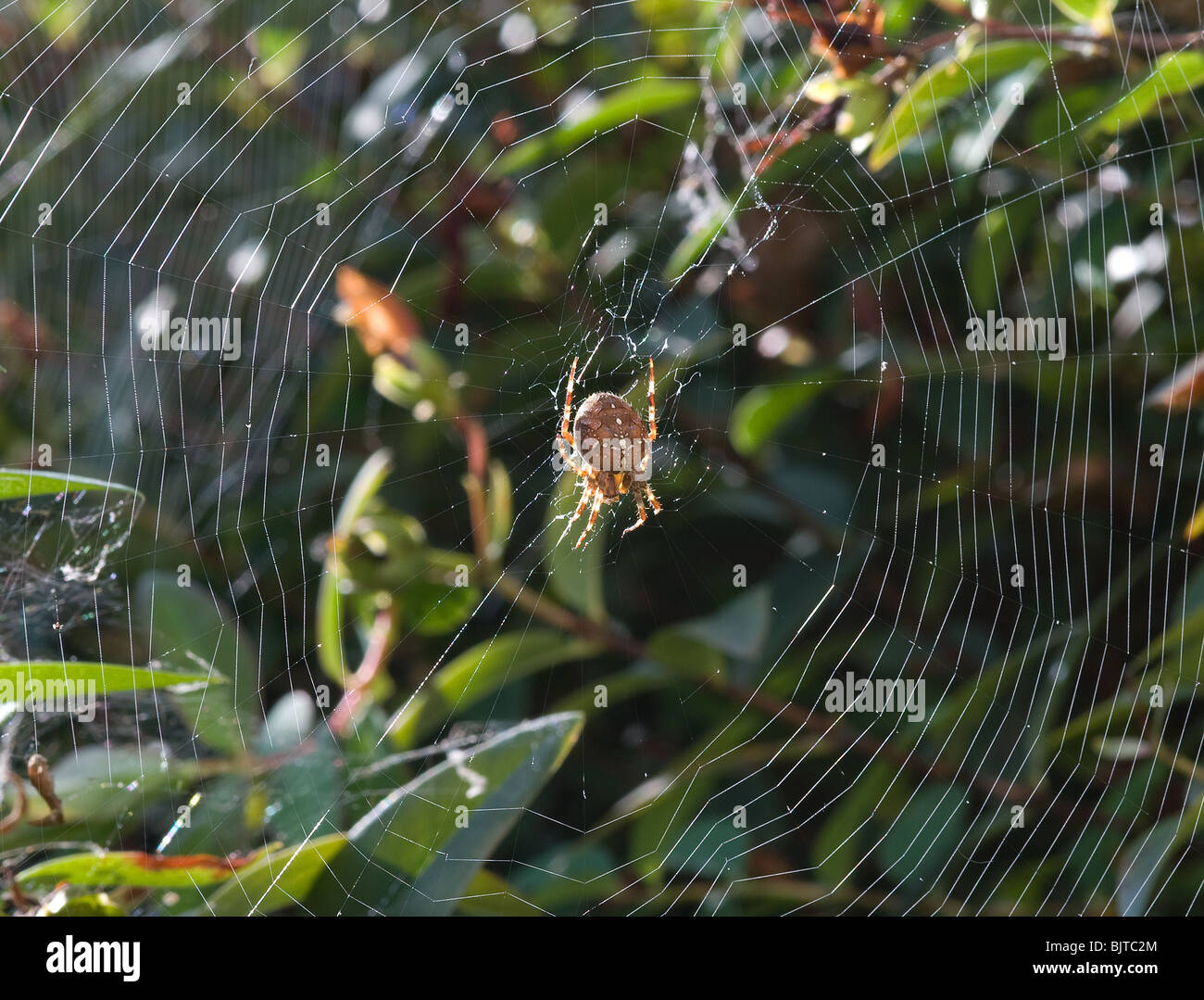 Garden spider web Stock Photo - Alamy