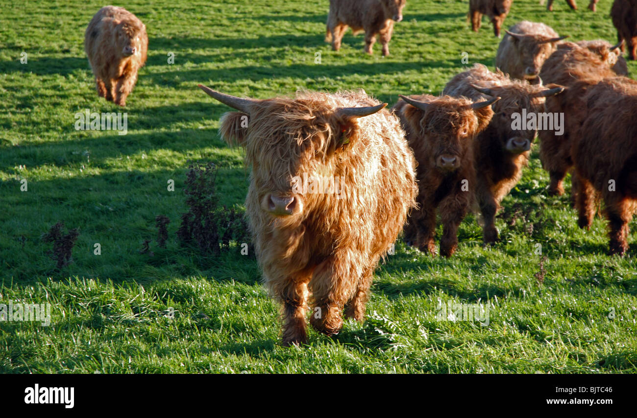 Close up Highland Cattle bullocks running Stock Photo - Alamy