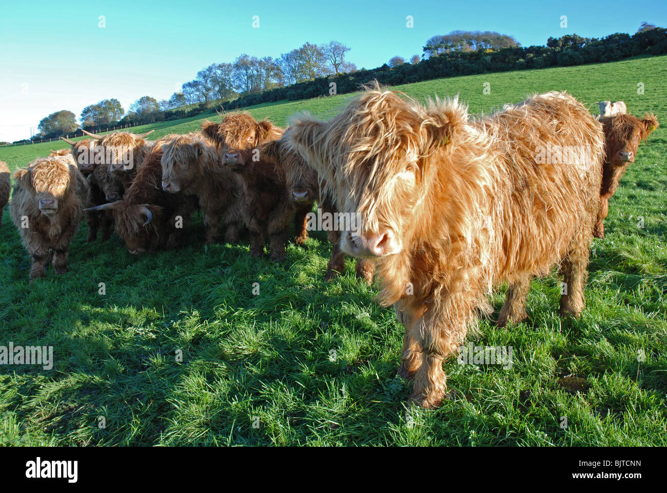 Close up Highland Cattle bullock looking at camera Stock Photo - Alamy