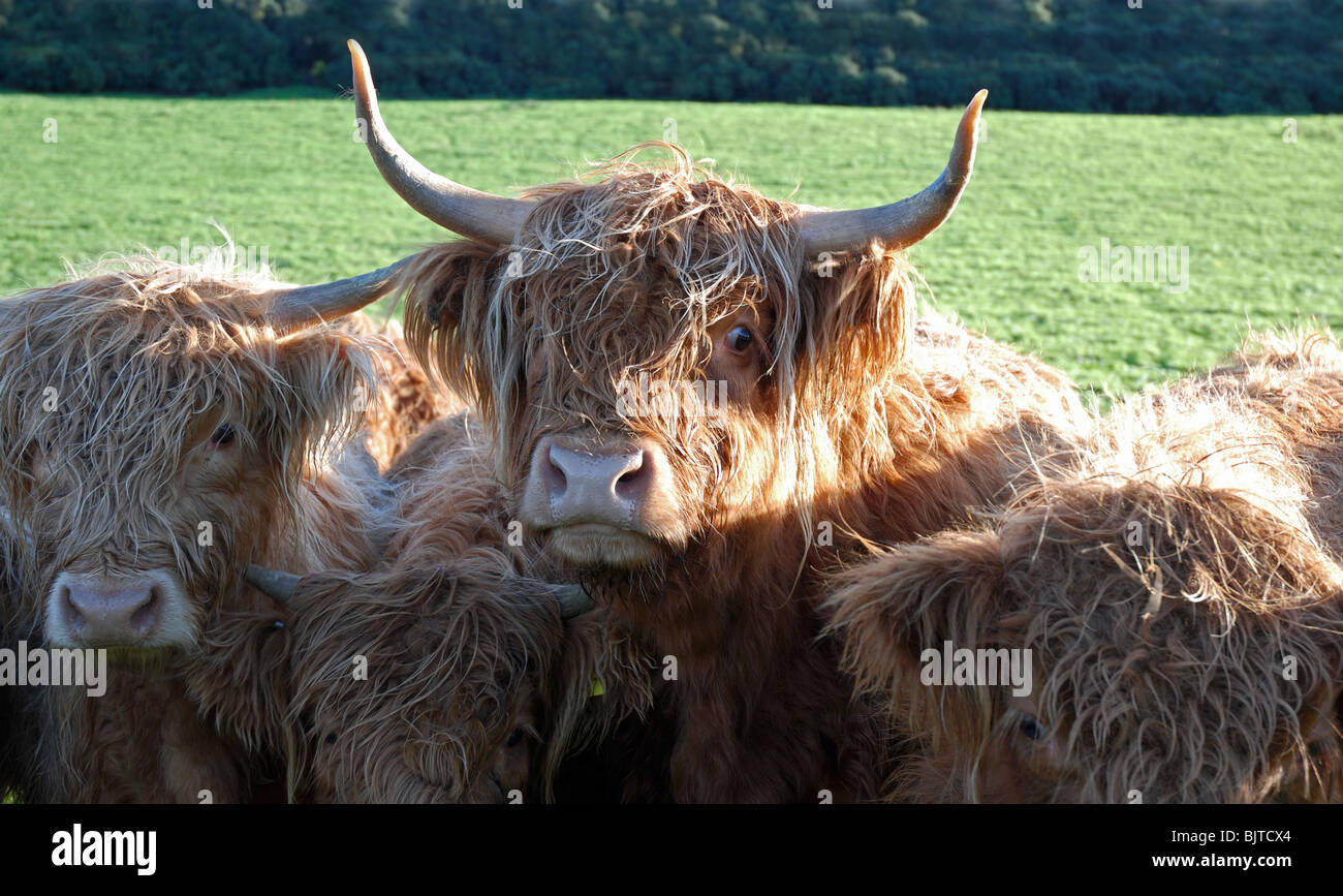 Close up Highland Cattle bullocks looking at camera Stock Photo - Alamy
