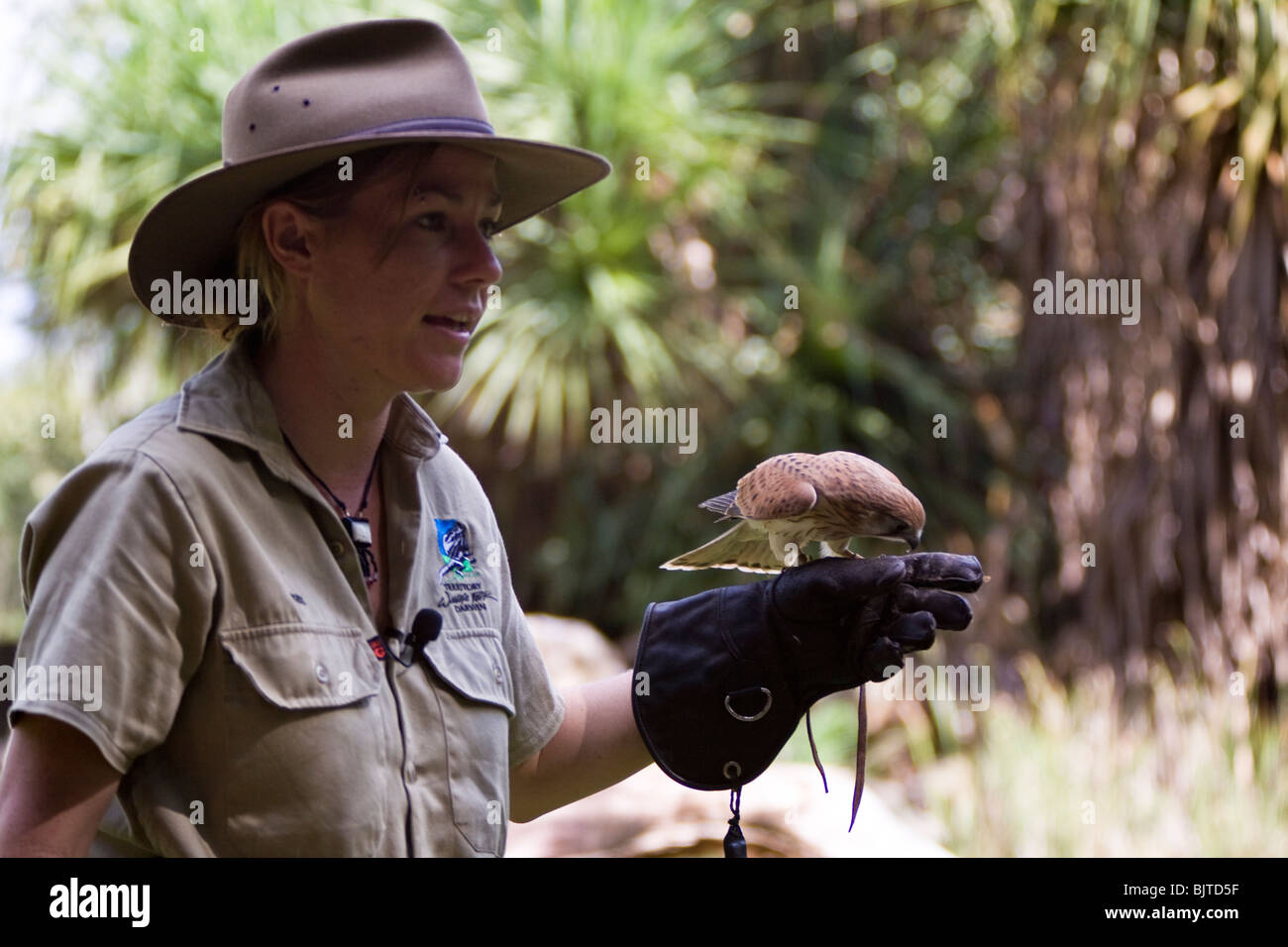 Handler works with a black breasted buzzard during the Birds of Prey ...