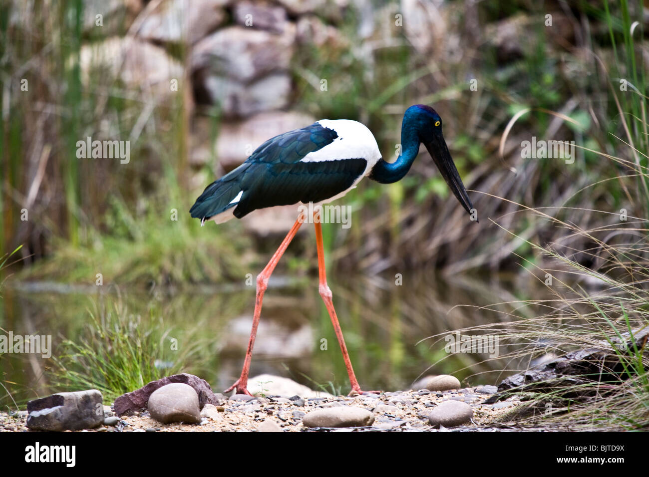 Jabiru australian stork hi-res stock photography and images - Alamy