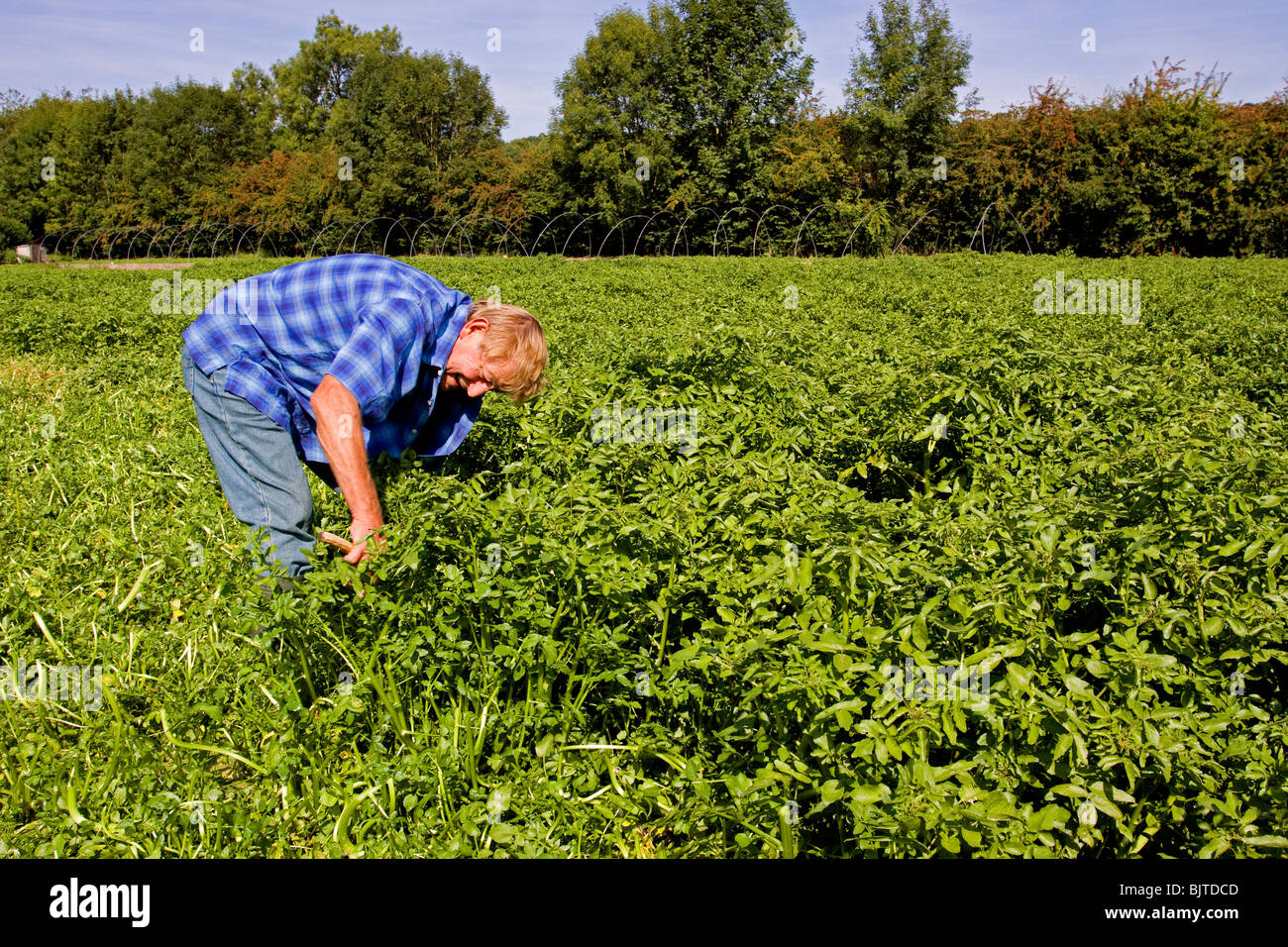 Watercress farming hi-res stock photography and images - Alamy