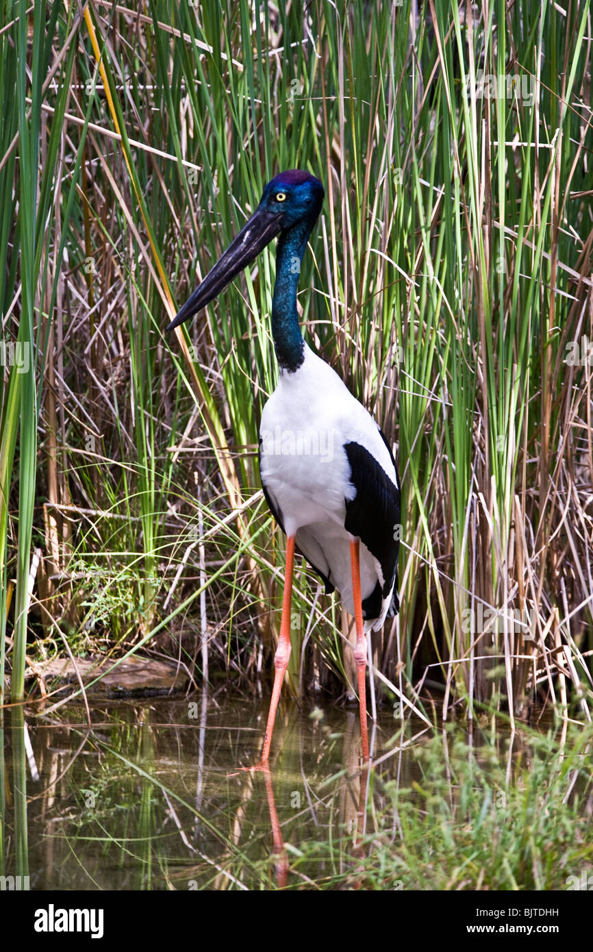 Australian stork hi-res stock photography and images - Alamy