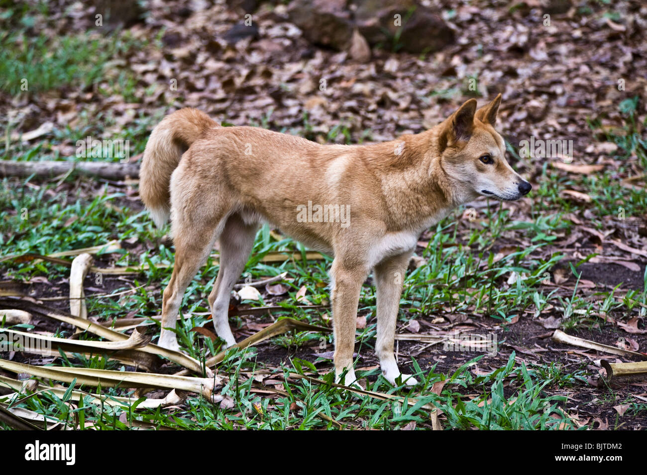 This dingo was seen at Territory Wildlife Park Berry Springs near ...