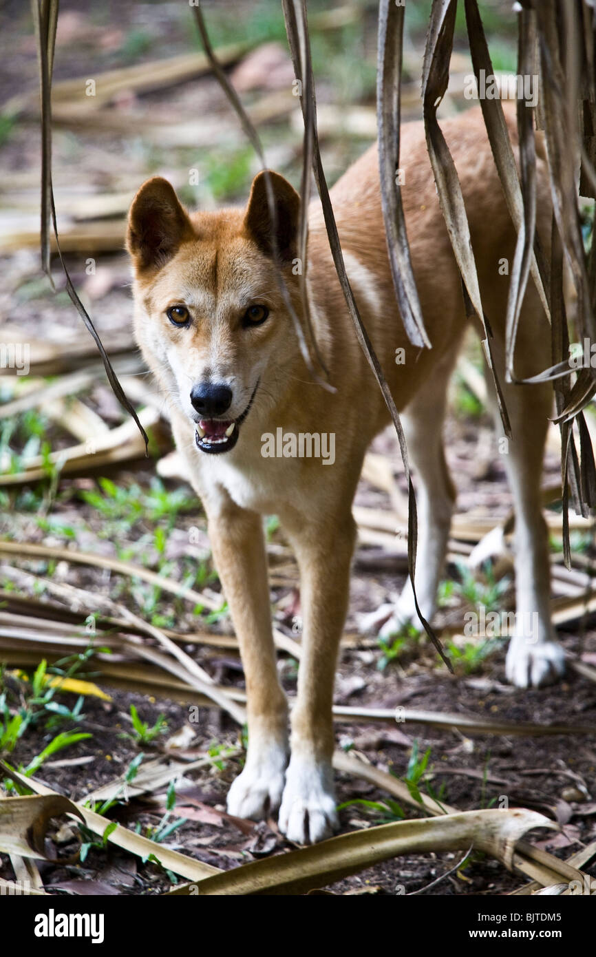 This dingo was seen at Territory Wildlife Park Berry Springs near ...