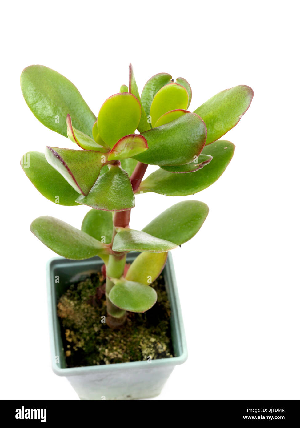 Money Tree Sapling Growing In Pot Stock Photo - Alamy