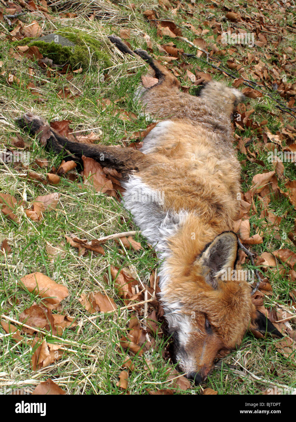 A dead fox lying in a field Stock Photo - Alamy